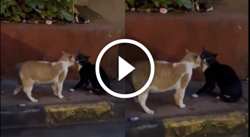 കുഞ്ഞുങ്ങളെപോലെ ശബ്ദമുണ്ടാക്കുന്ന പൂച്ചകൾ- രസകരമായ വിഡിയോ - funny cats ...