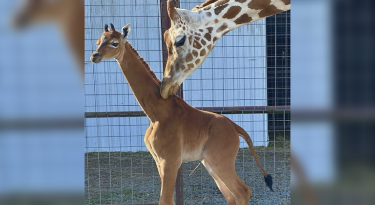 Rare Giraffe born without spots